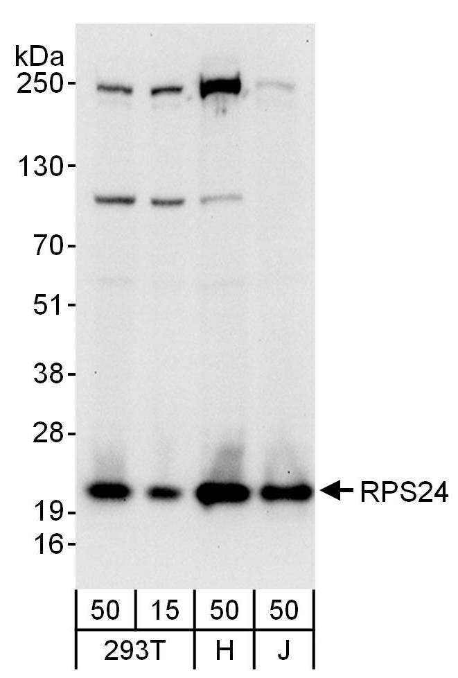 Rabbit anti-RPS24 Antibody - Fortis Life Sciences
