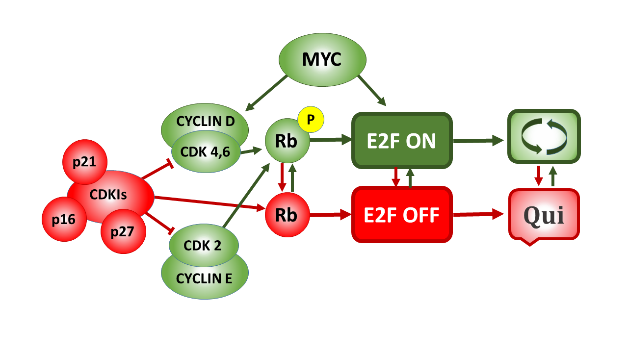 The Rb—E2F Switch: Regulation of Cellular Quiescence