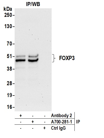 Rabbit anti-FOXP3 Recombinant Monoclonal Antibody [BLR281L] - Fortis Life Sciences