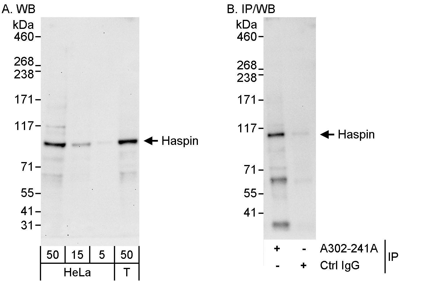 Rabbit anti-Haspin Antibody - Fortis Life Sciences