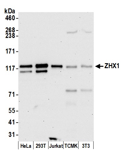 Rabbit anti-ZHX1 Antibody - Fortis Life Sciences