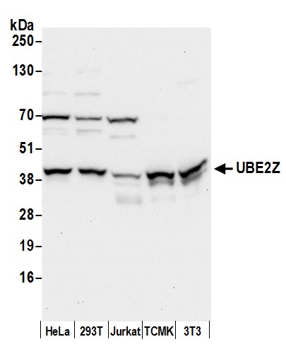 Rabbit anti-UBE2Z Antibody (Bethyl A304-982) - Fortis Life Sciences