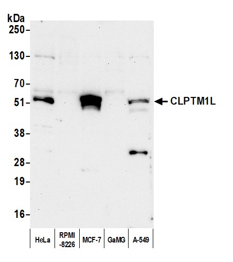Rabbit anti-CLPTM1L Antibody - Fortis Life Sciences