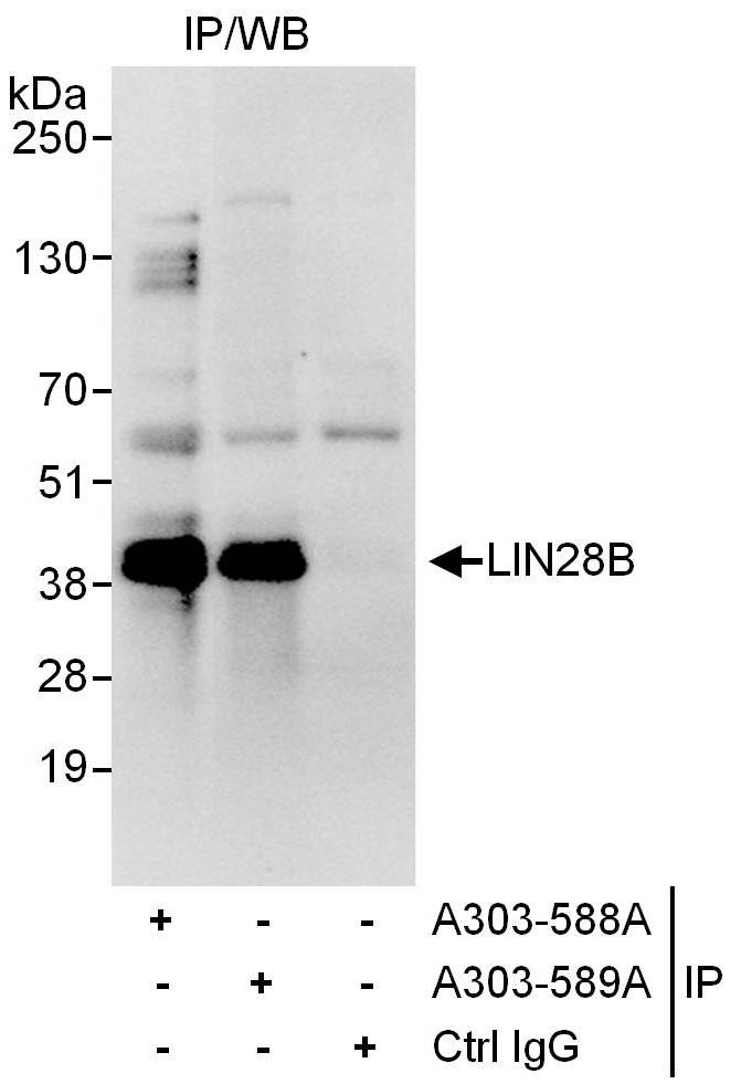 Rabbit anti-LIN28B Antibody (Bethyl A303-589) - Fortis Life Sciences