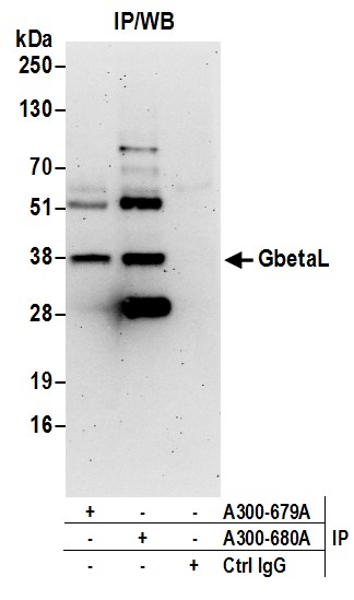 Rabbit anti-GbetaL Antibody (Bethyl A300-679) - Fortis Life Sciences