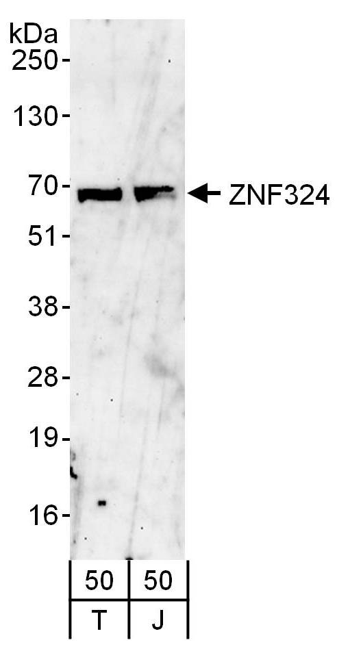Rabbit anti-ZNF324 Antibody - Fortis Life Sciences