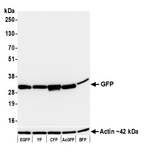 Rabbit anti-GFP Recombinant Monoclonal Antibody [BLRE04L] - Fortis Life Sciences