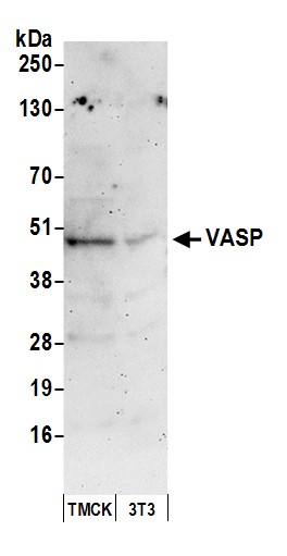 Rabbit anti-VASP Antibody - Fortis Life Sciences