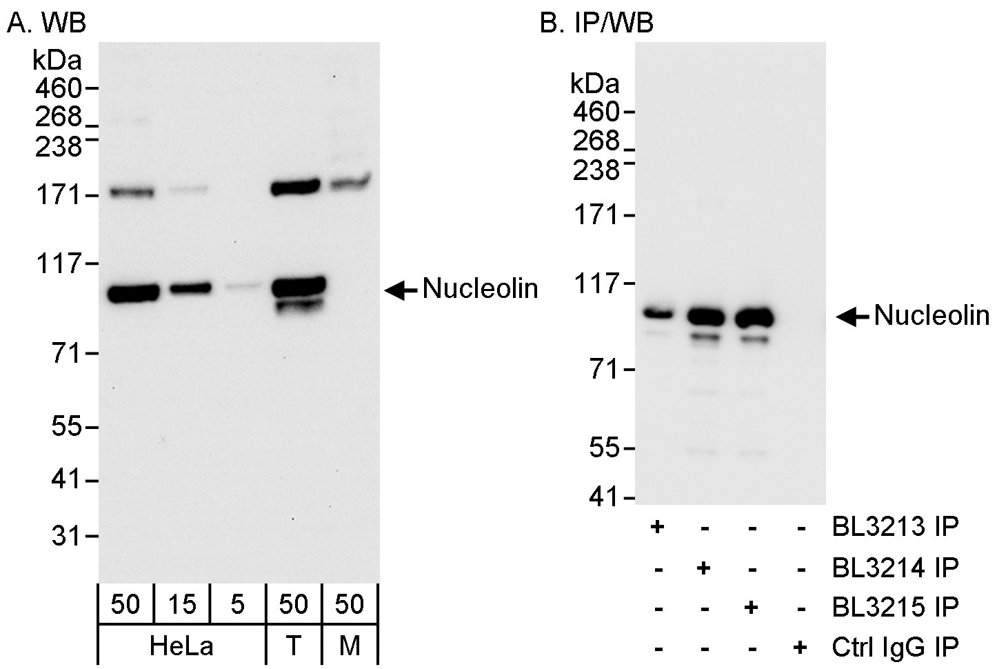 Rabbit anti-Nucleolin/NCL Antibody (Bethyl A300-710) - Fortis Life Sciences