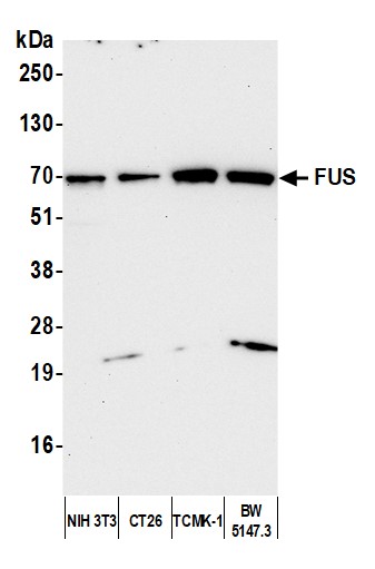 Rabbit anti-FUS Antibody (Bethyl A300-293) - Fortis Life Sciences