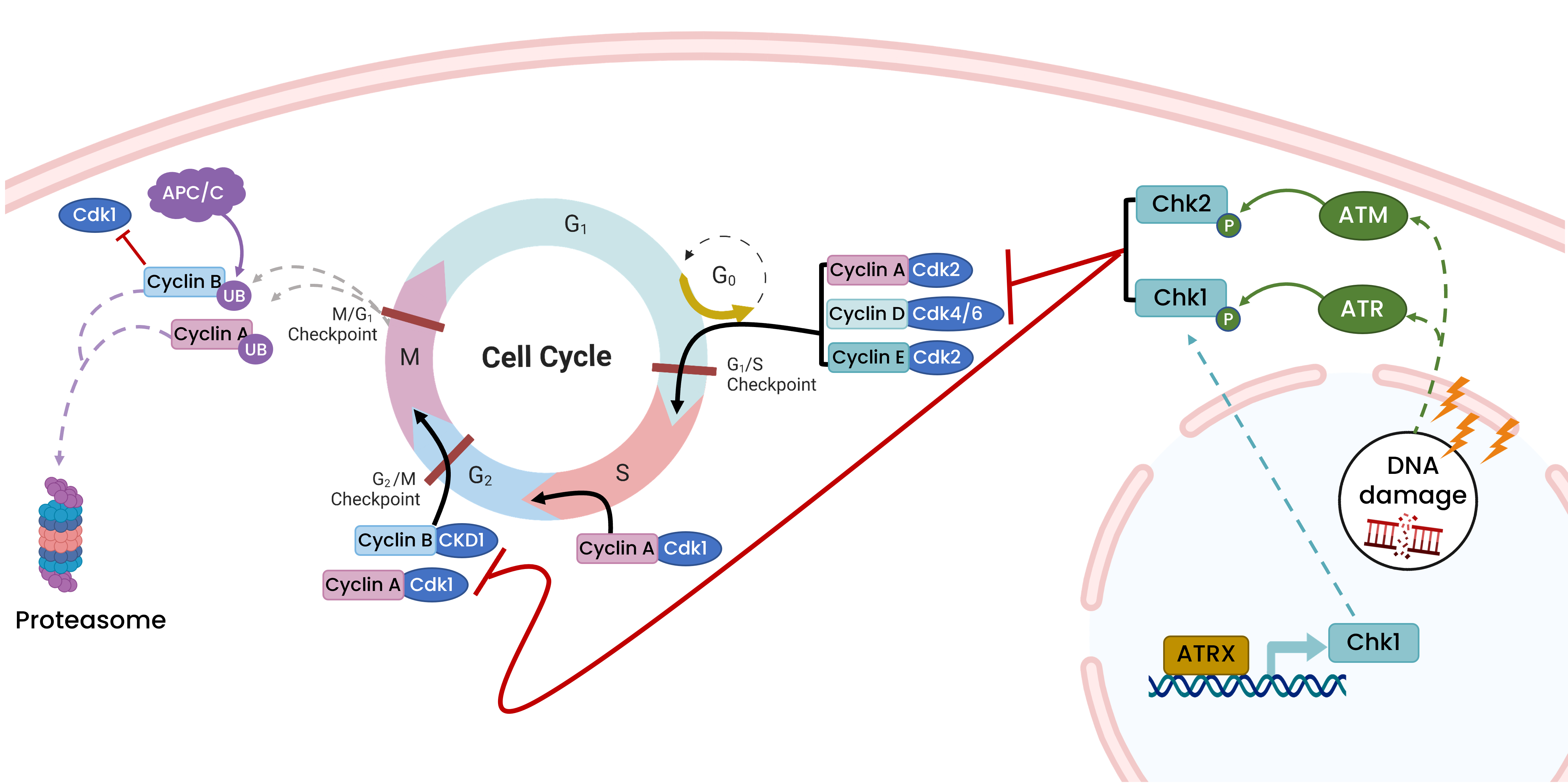 ATRX loss in glioma results in dysregulation of cell-cycle phase ...