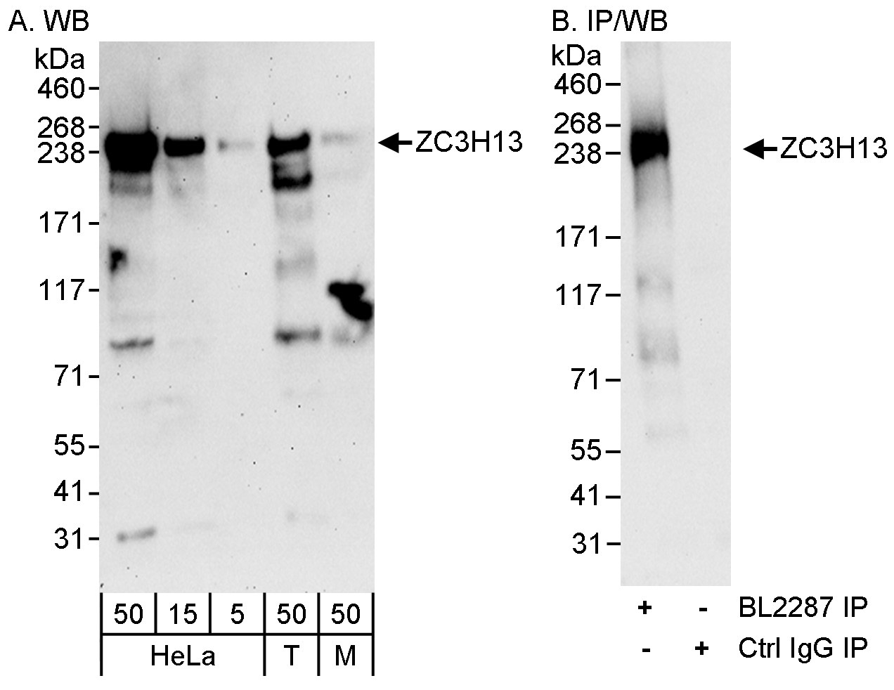 Rabbit anti-ZC3H13 Antibody - Fortis Life Sciences