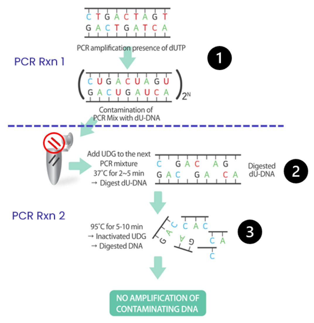 Solutions for Common Challenges in Developing PCR-Based Diagnostic Assays