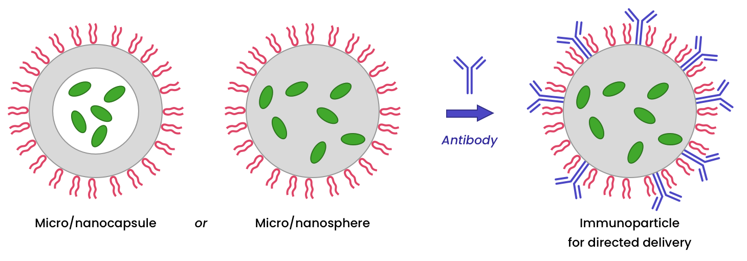 Plga Encapsulated Nanoparticles Fortis Life Sciences