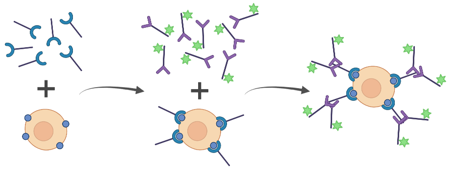 Direct vs. Indirect Staining for Flow Cytometry Direct vs. Indirect Staining for Flow Cytometry