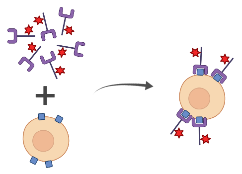 Direct vs. Indirect Staining for Flow Cytometry