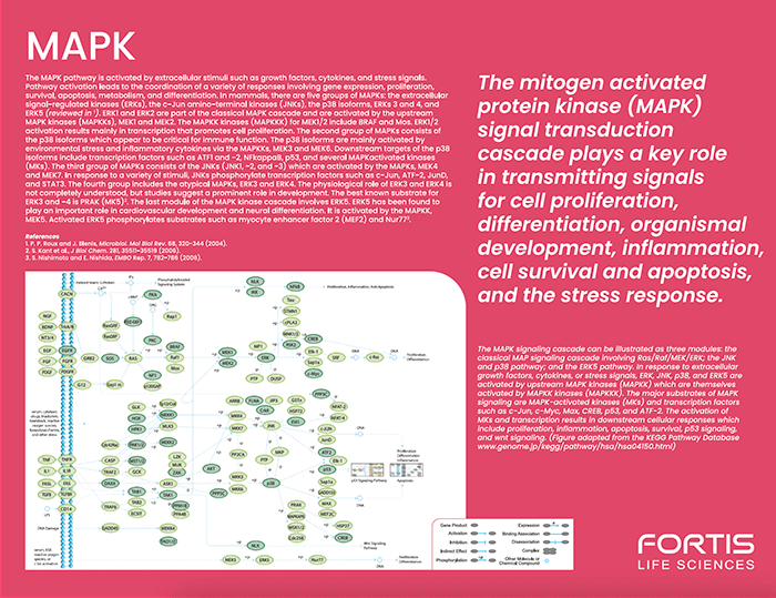 MAPK Pathway Antibodies