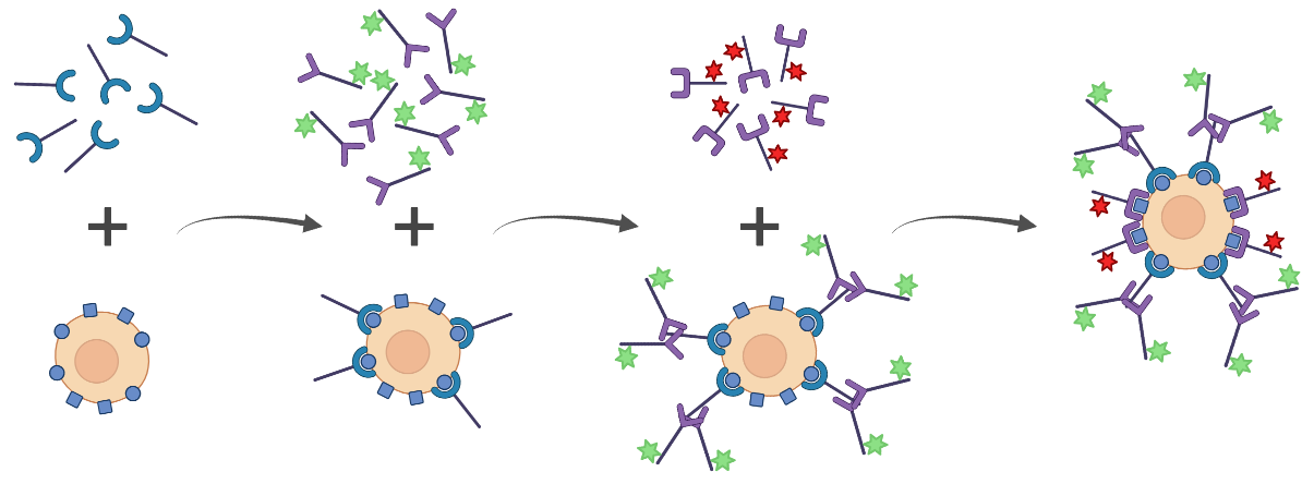 Direct vs. Indirect Staining for Flow Cytometry